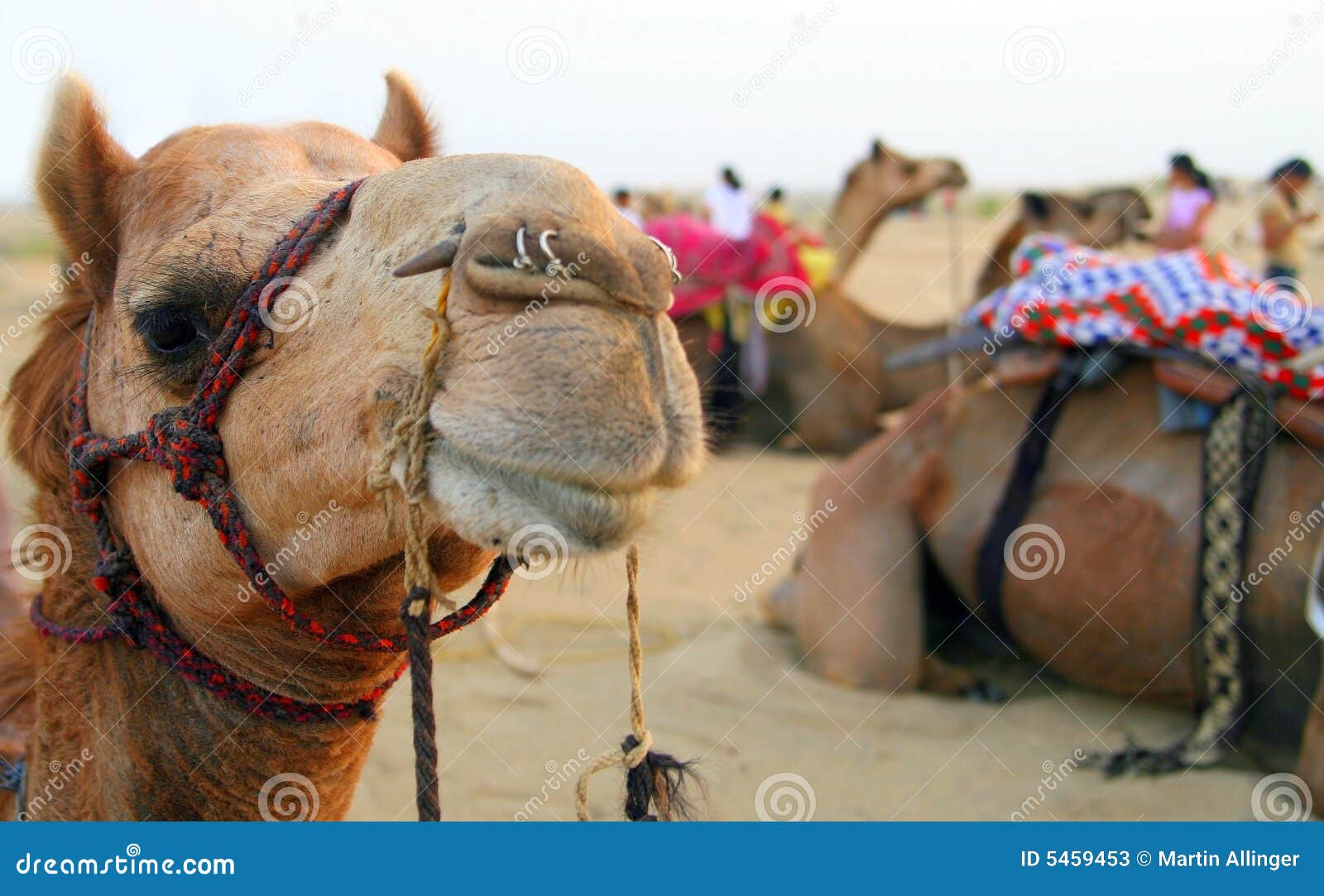 Camel Picture. Image: 5459453