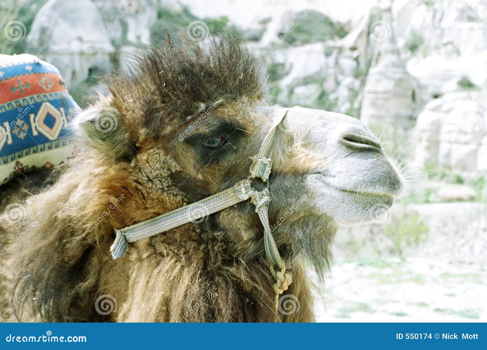 Camel Picture. Image: 550174