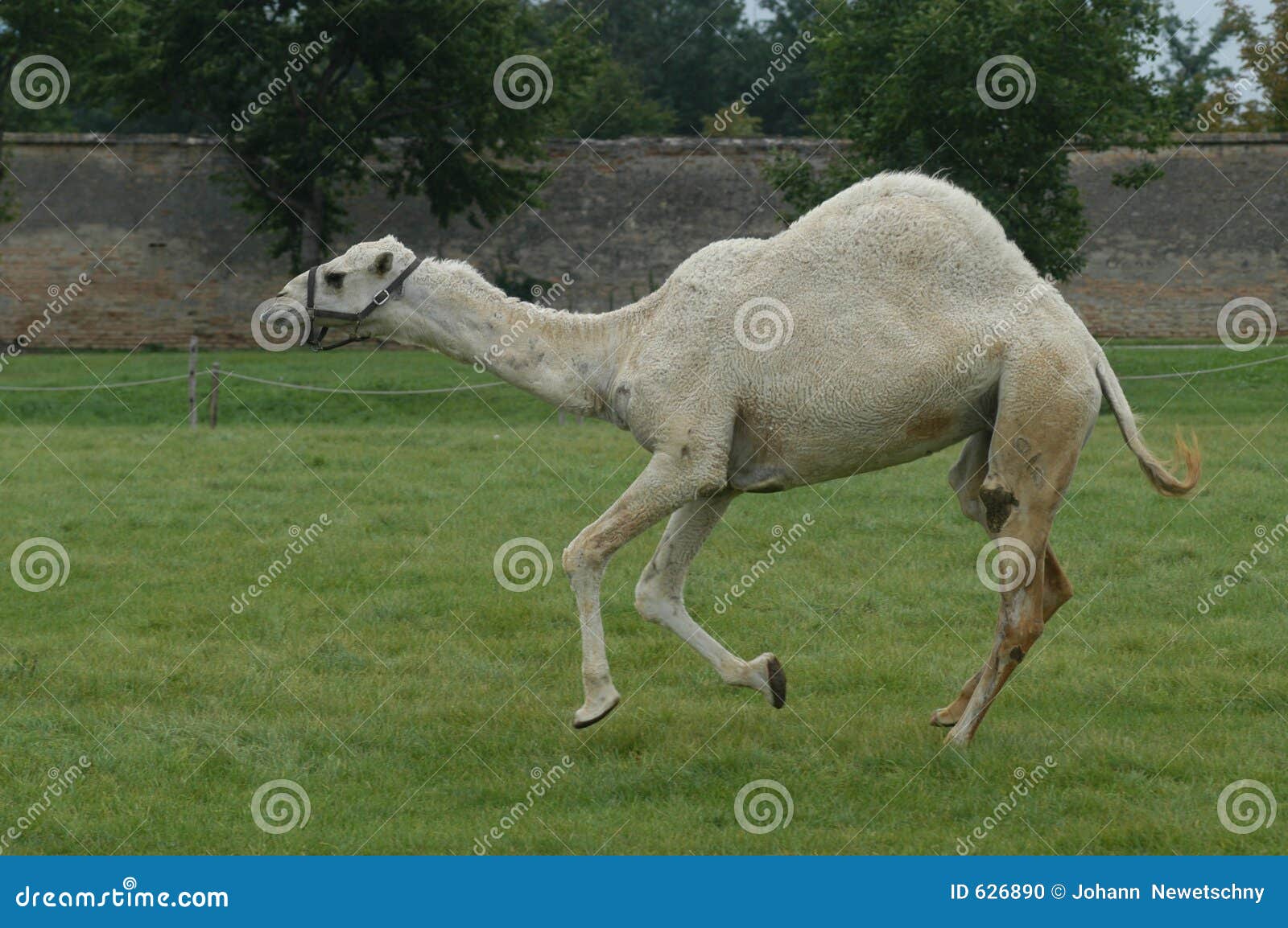 Camel stock photo. Image of tail, animal, grass, jump, camel - 626890