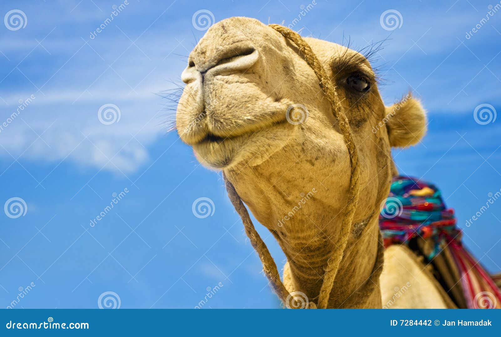 Camel stock photo. Image of travel, ride, exotic, hump - 7284442