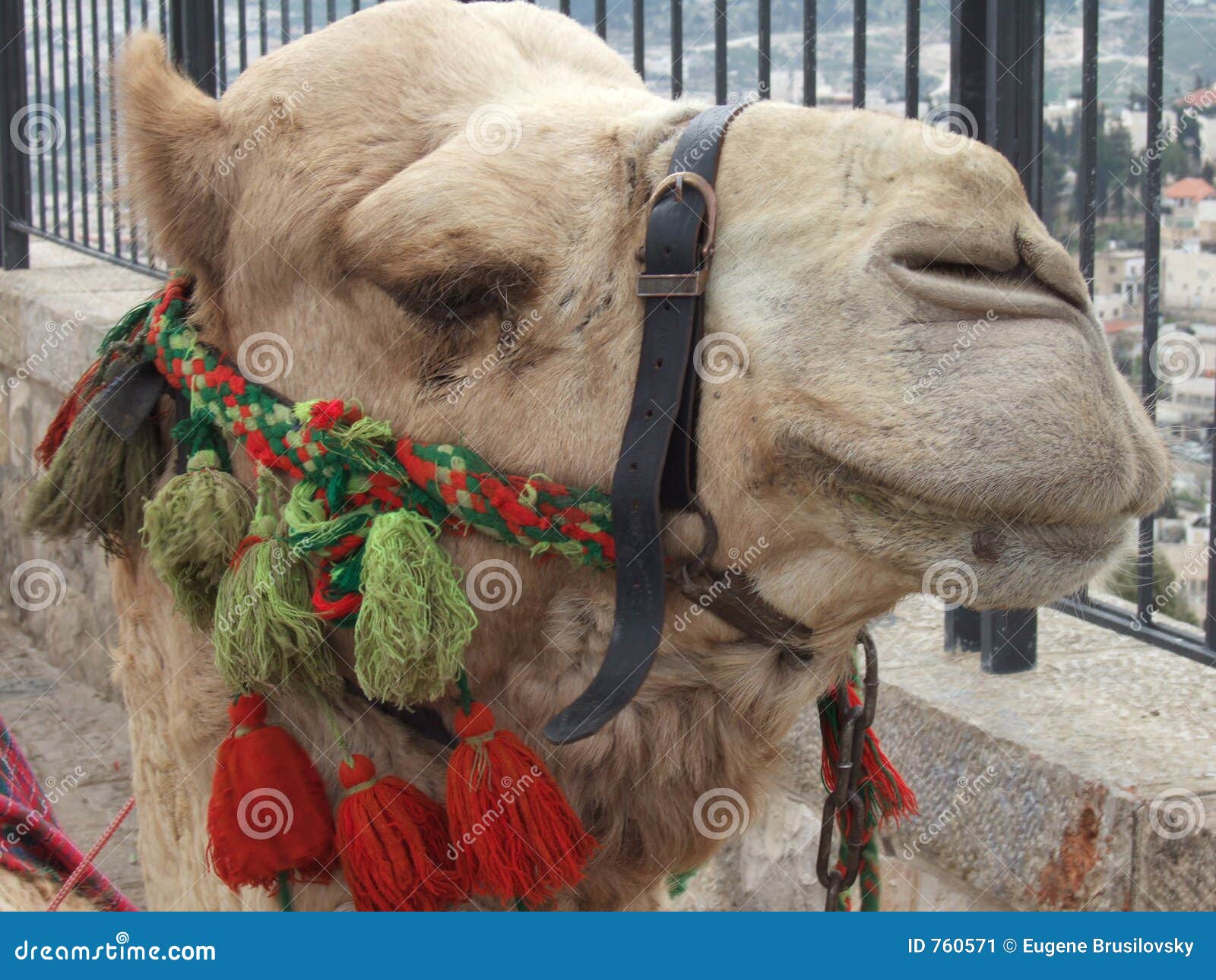 Camel stock image. Image of east, smiling, camel, herbivorous - 760571