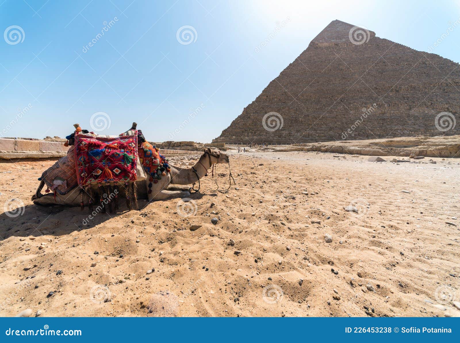 Camel Against the Background of the Cheops Pyramid in Giza Stock Photo ...