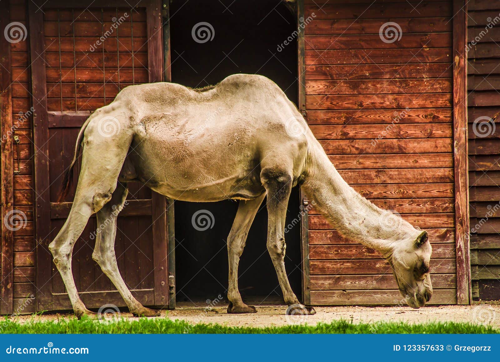 A Camel Against the Background of an Open Gate of Buildings Stock Image ...
