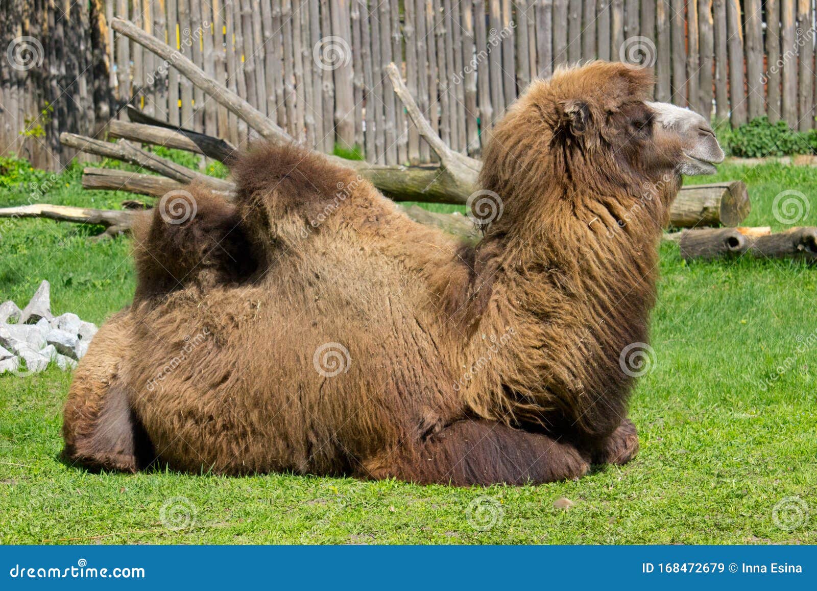 Camel stock image. Image of animals, outdoor, wild, mammal - 168472679