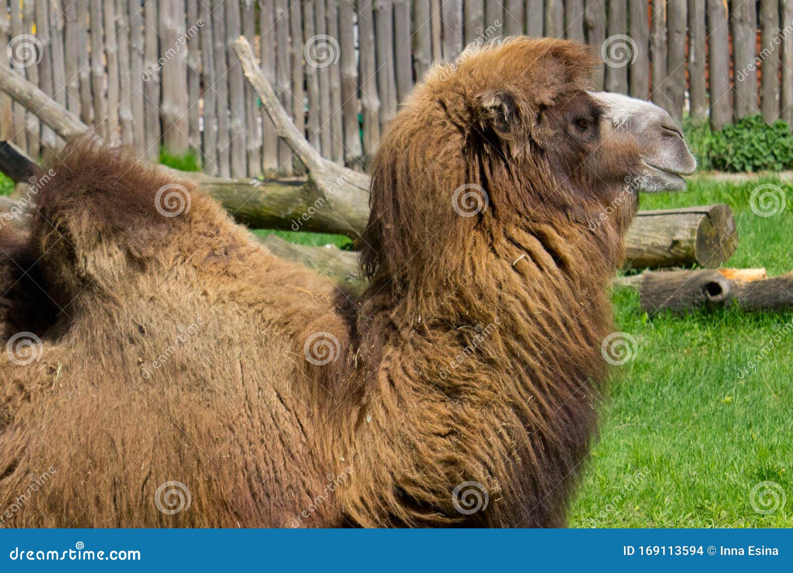 Camel stock photo. Image of herbivorous, ruminant, shaggy - 169113594
