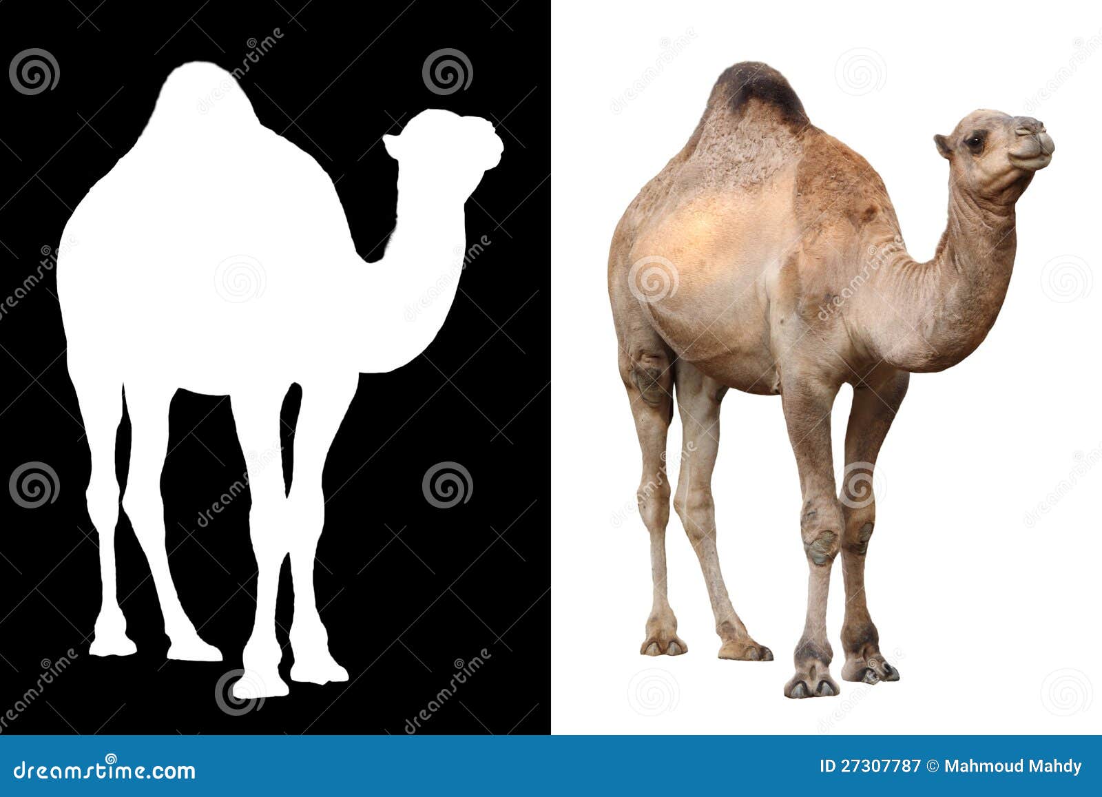 Camel animal over white stock image. Image of sand, transportation ...