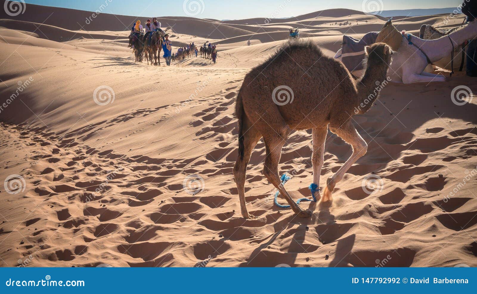 Camel Appreciating the Desert Editorial Photography - Image of dune ...