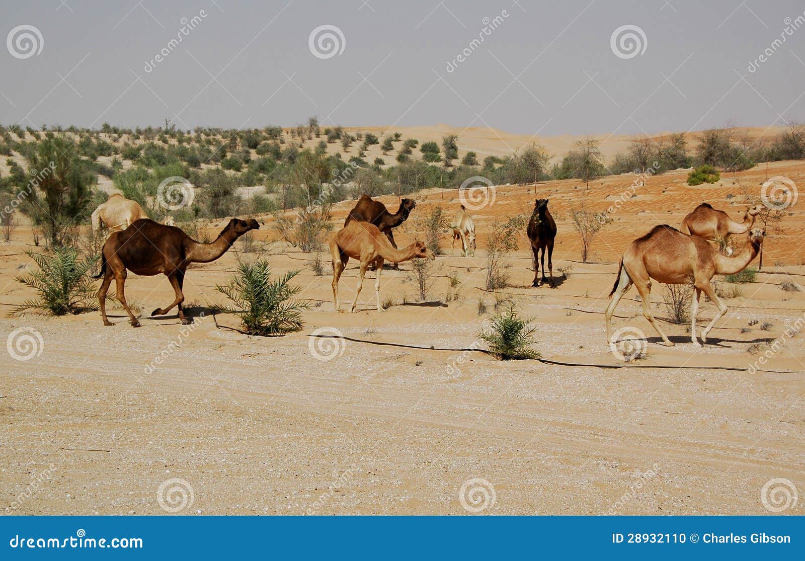 Camel, Arabian (Camelus Dromedarius) Stock Photo - Image of quadruped ...