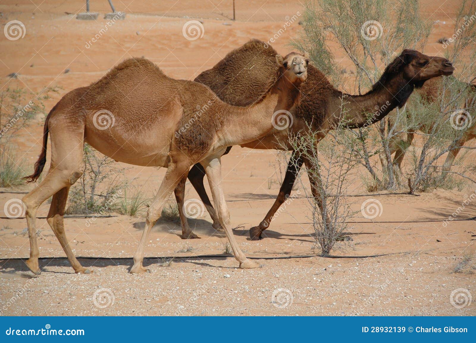 Camel, Arabian (Camelus Dromedarius) Stock Image - Image of ruminant ...