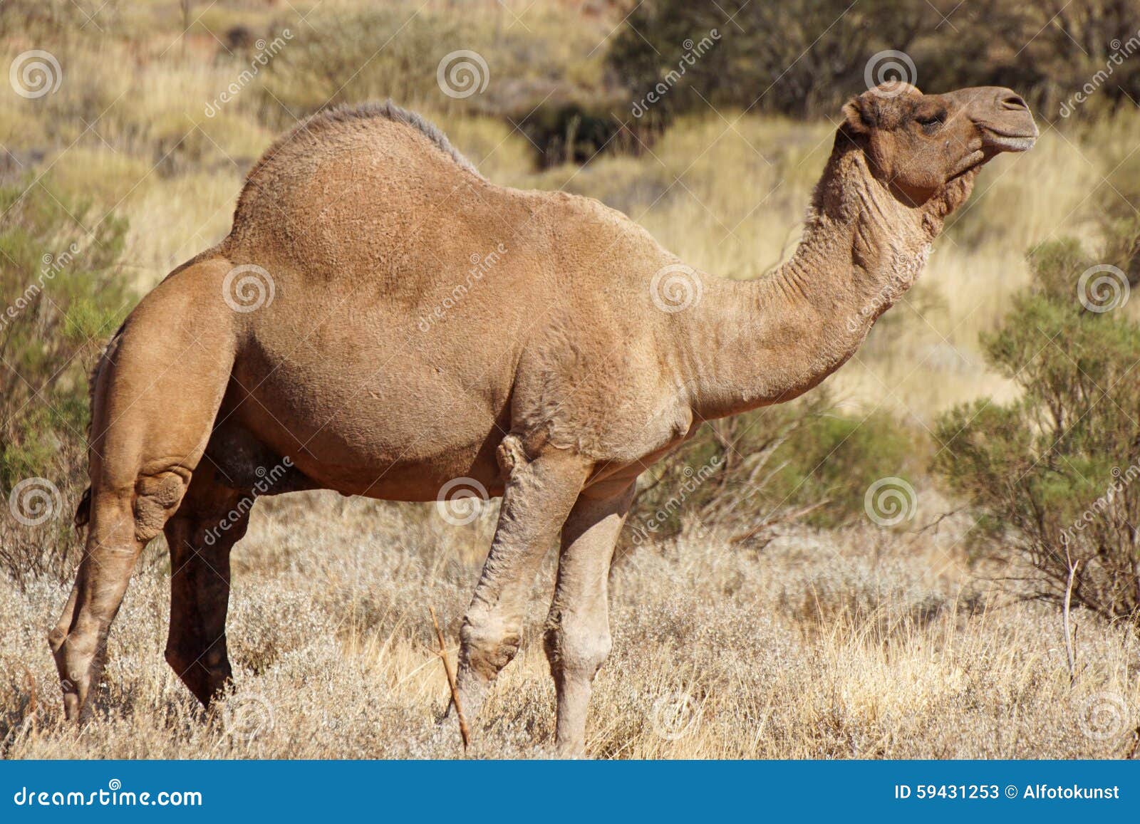 Camel, Australia stock image. Image of australia, nature - 59431253