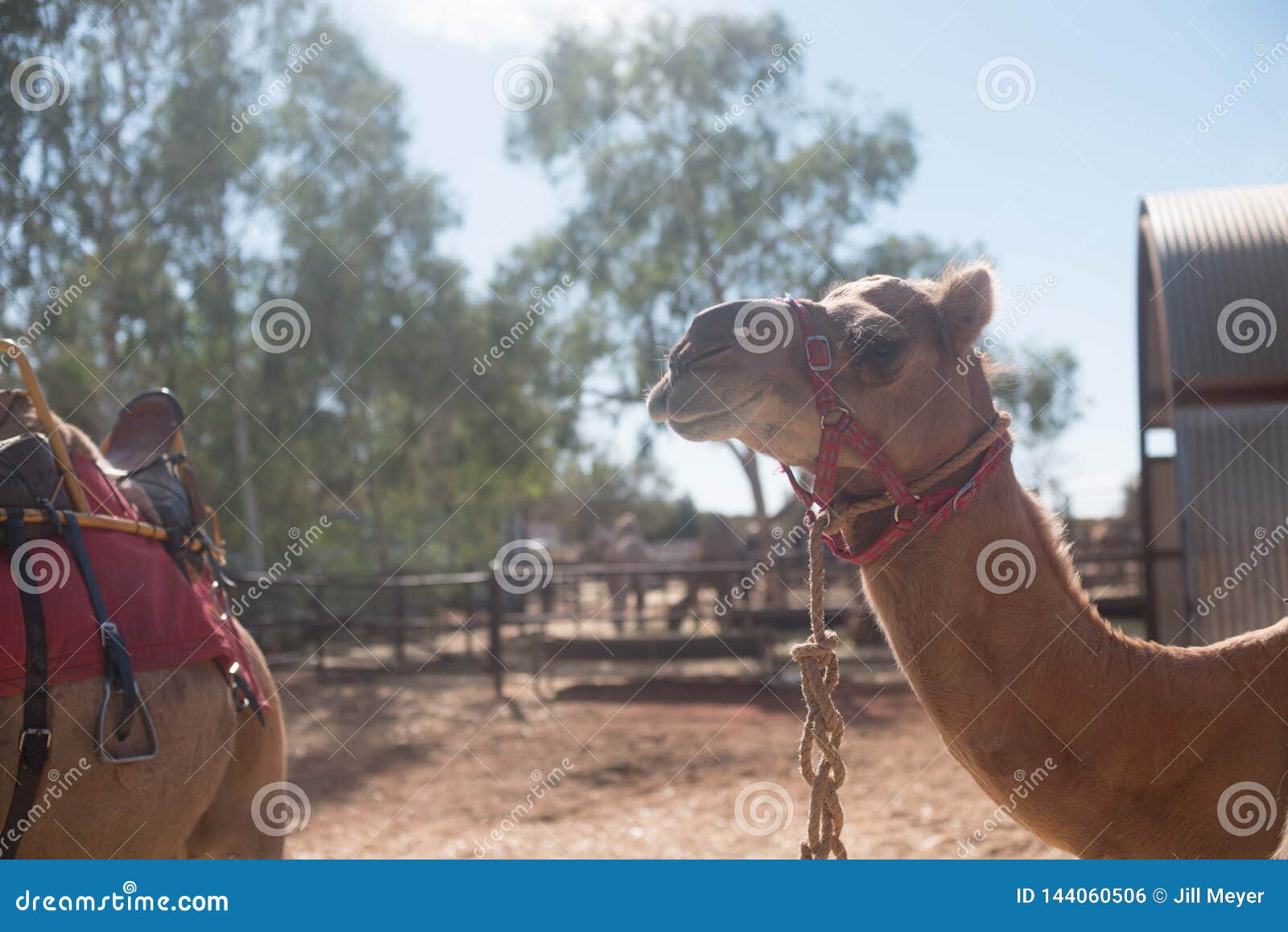 Camel in a Red Halter at Sunset Stock Photo - Image of halter, food ...