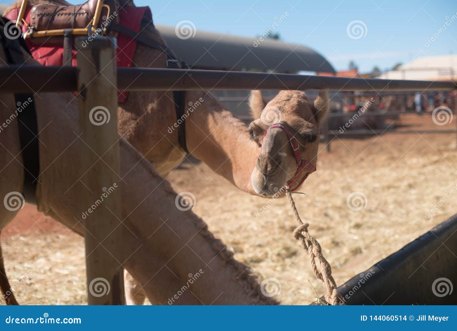 Camel in a Red Halter at Sunset Stock Photo - Image of blanket, keeping ...