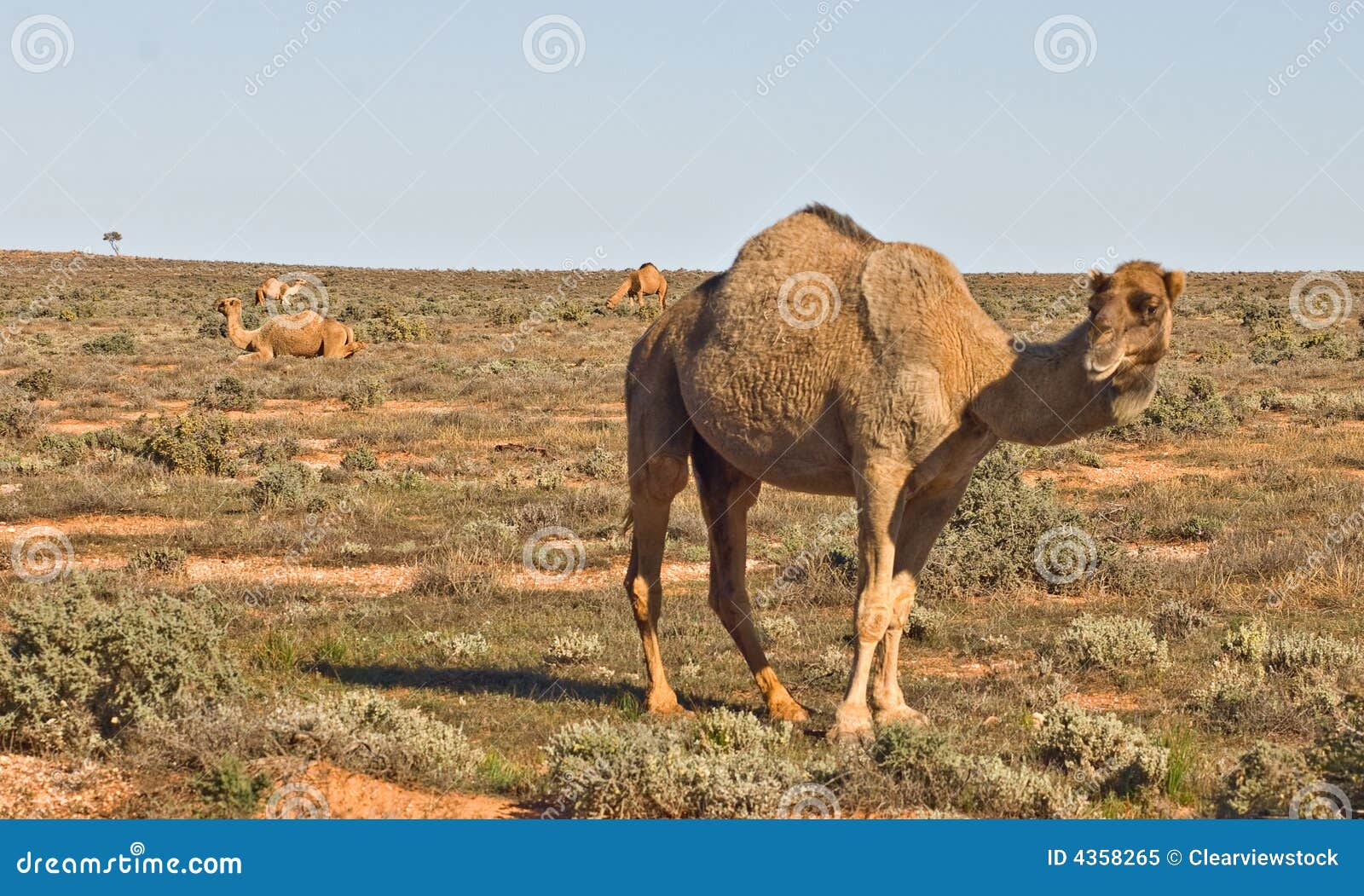 Camel in the Australian Desert Stock Image - Image of travel, camel ...