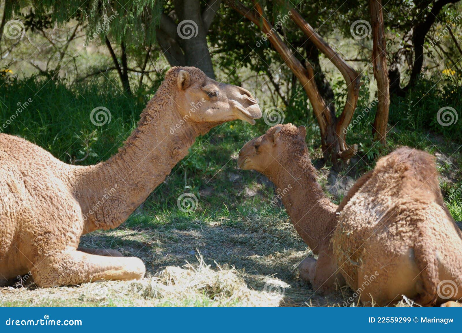 Camel and baby stock image. Image of resting, african - 22559299