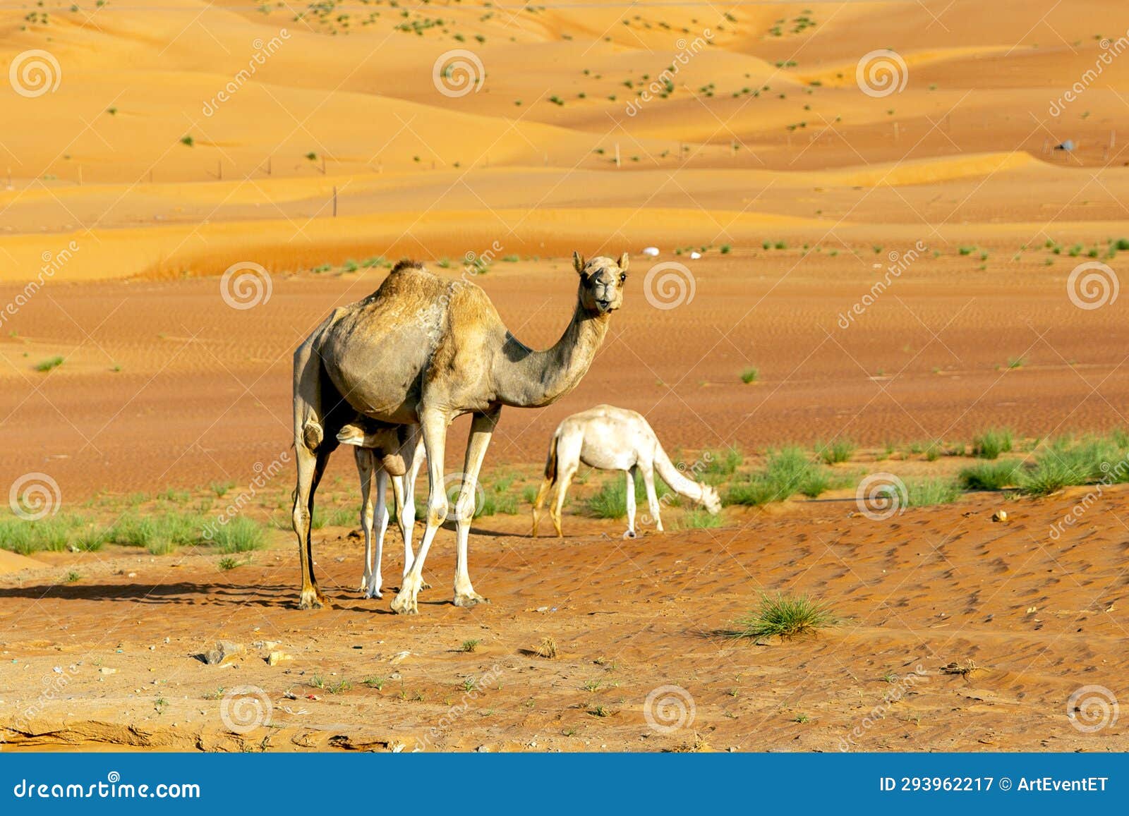Camel with Baby Camel in Desert Against Backdrop of Sand Dunes ...