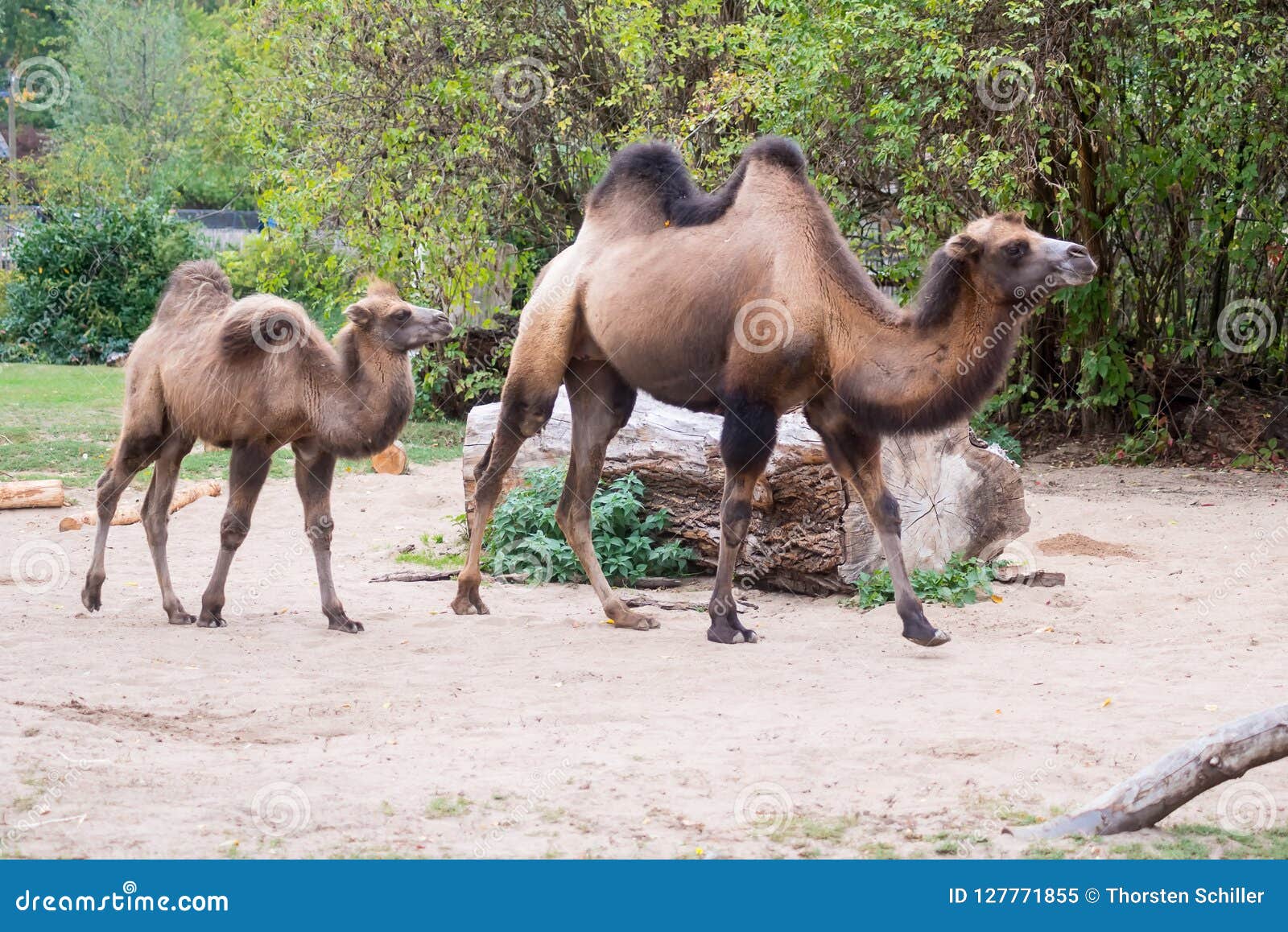 Royalty Free Images, Cartoons, Illustrations And Photos Designed By ...