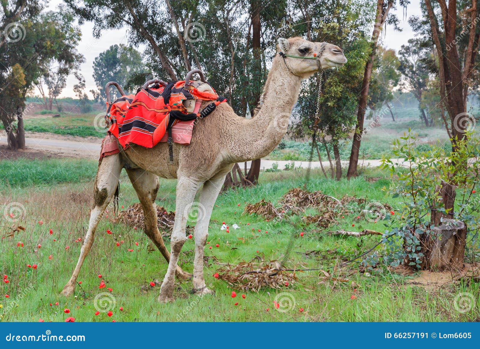 Camel on a Background of Red Anemones Stock Image - Image of grass ...