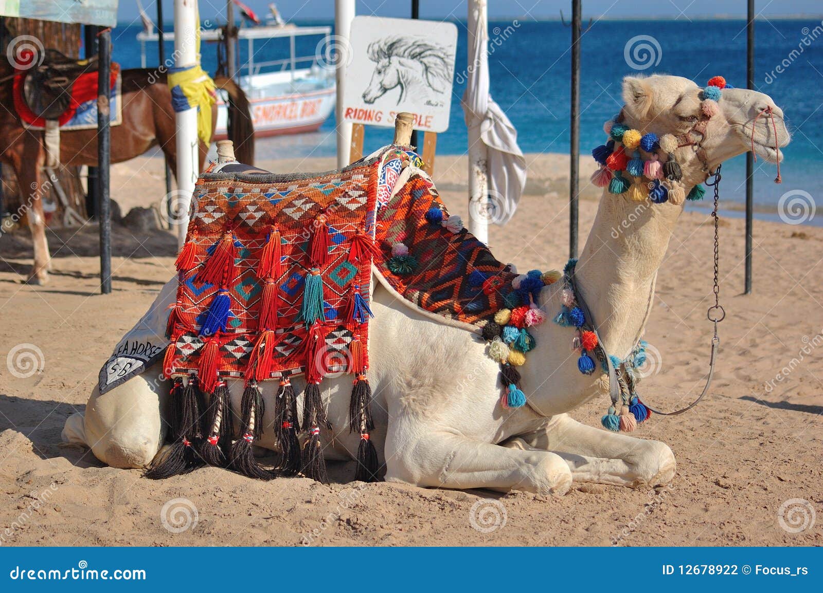 Camel on the Beach stock photo. Image of east, animals - 12678922