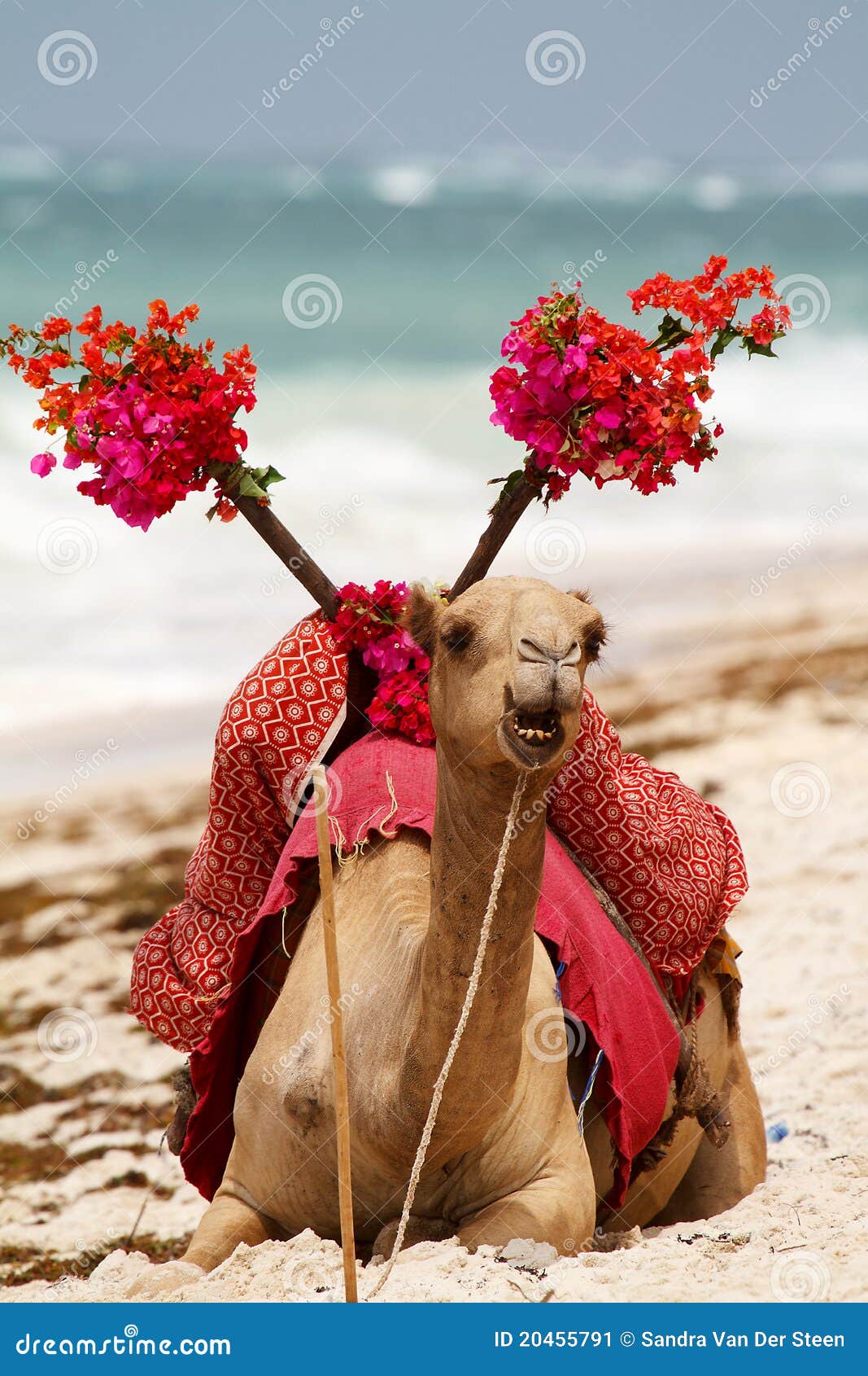 Camel on the beach stock image. Image of lazy, decorated - 20455791