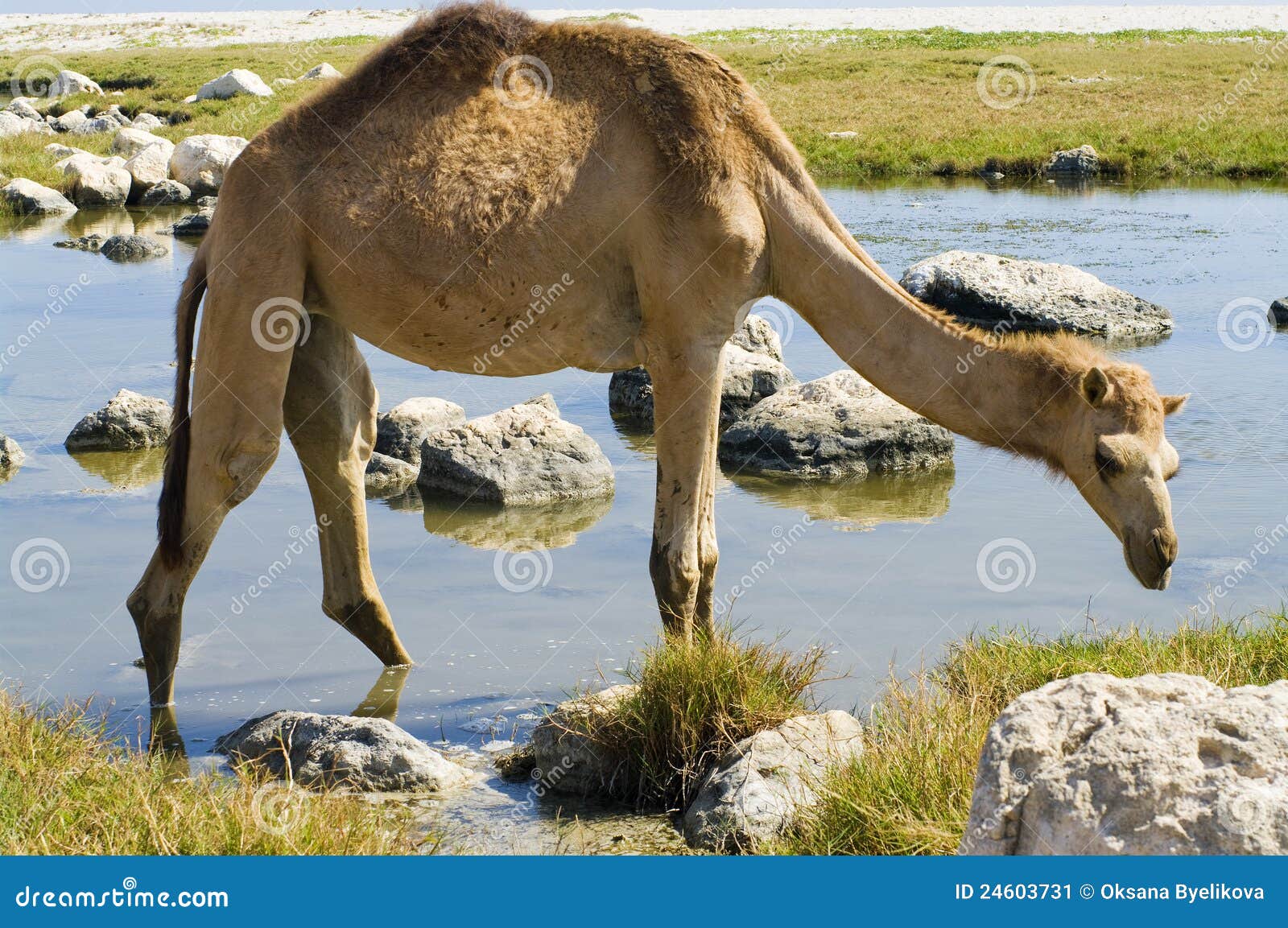 Camel on the beach stock image. Image of coastline, arabian - 24603731