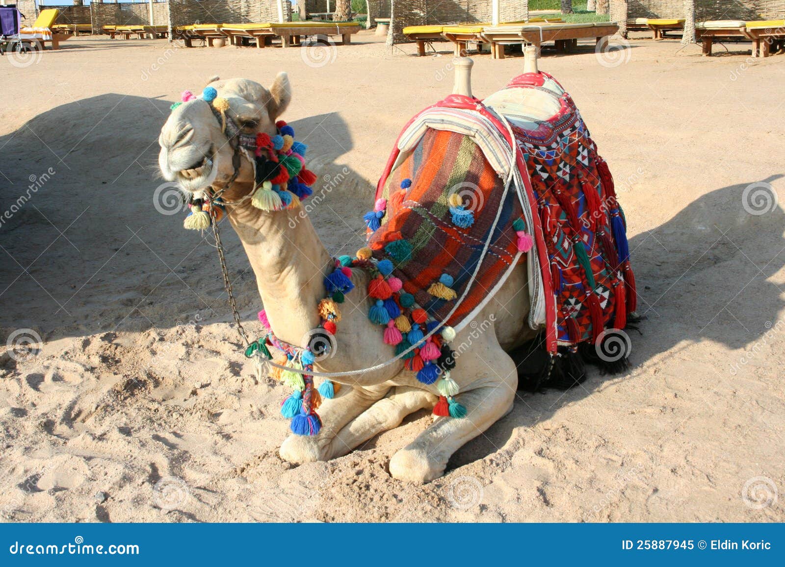 Camel on the beach stock image. Image of horizontal, hair - 25887945