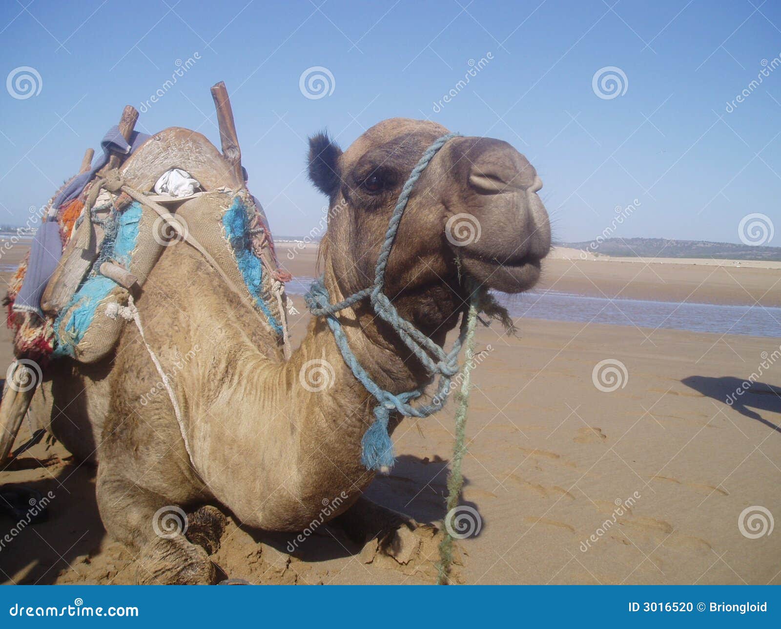 Camel on the beach stock photo. Image of water, moroccan - 3016520