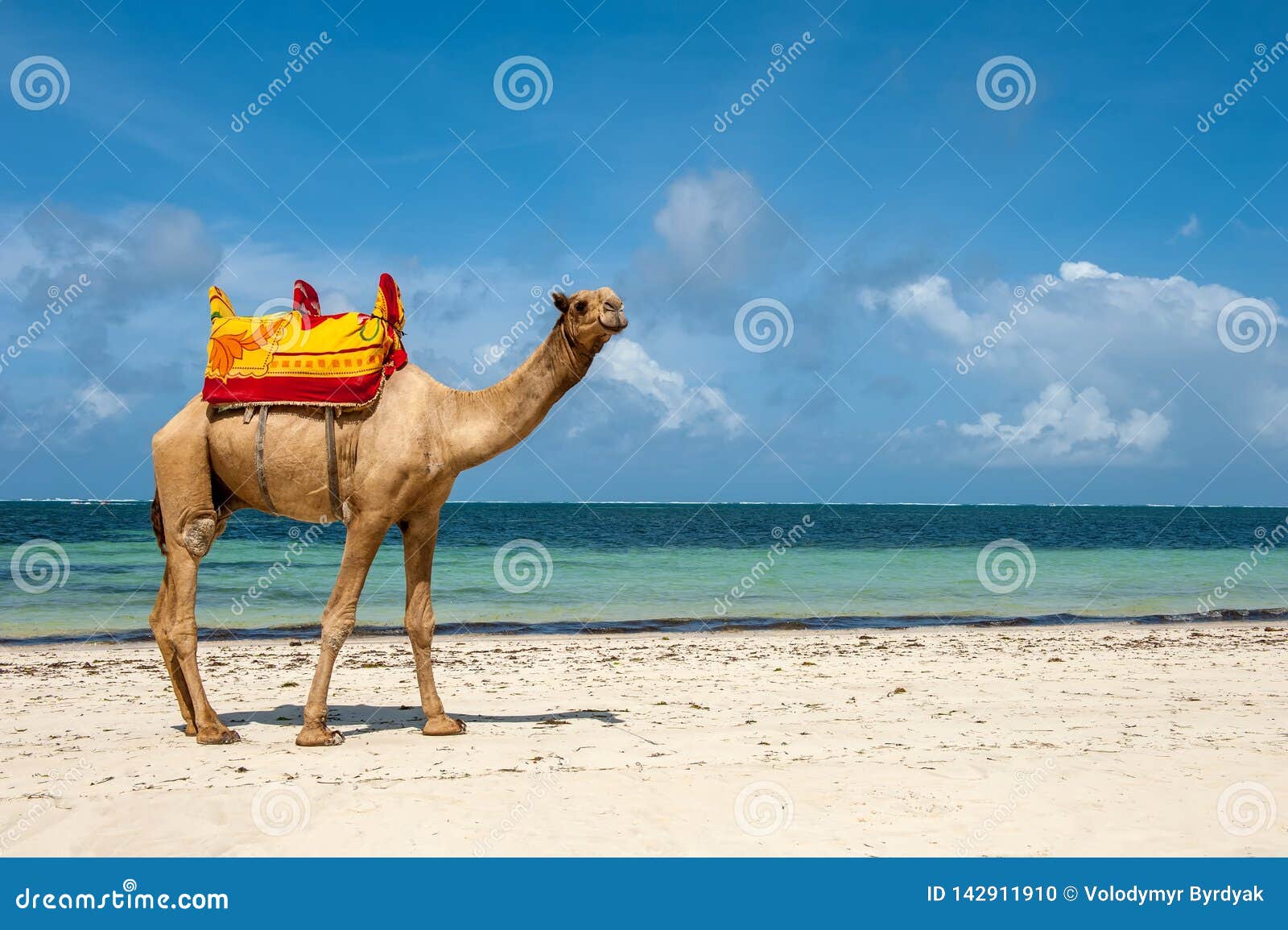 Camel on a beach coast stock photo. Image of sand, hump - 142911910