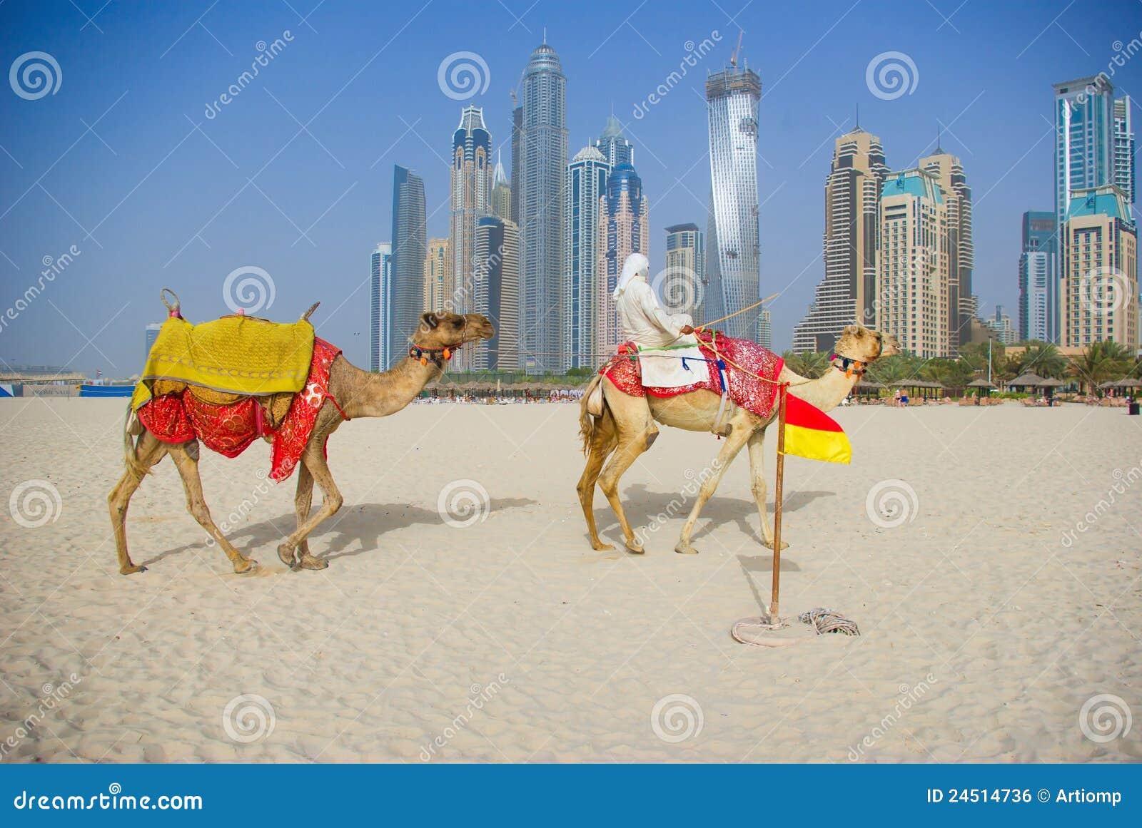 Camel on Beach in Dubai stock photo. Image of ride, robes - 24514736