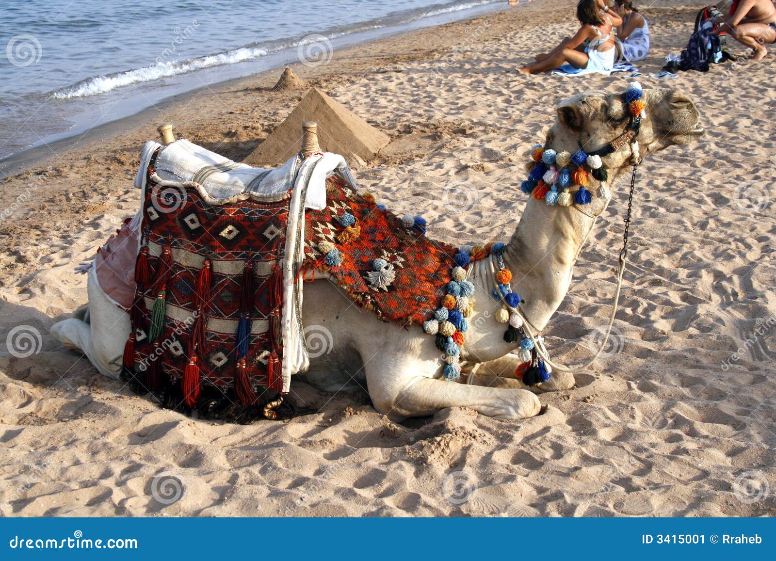 The Camel On The Beach Near The Ocean Essaouira Stock Photo ...