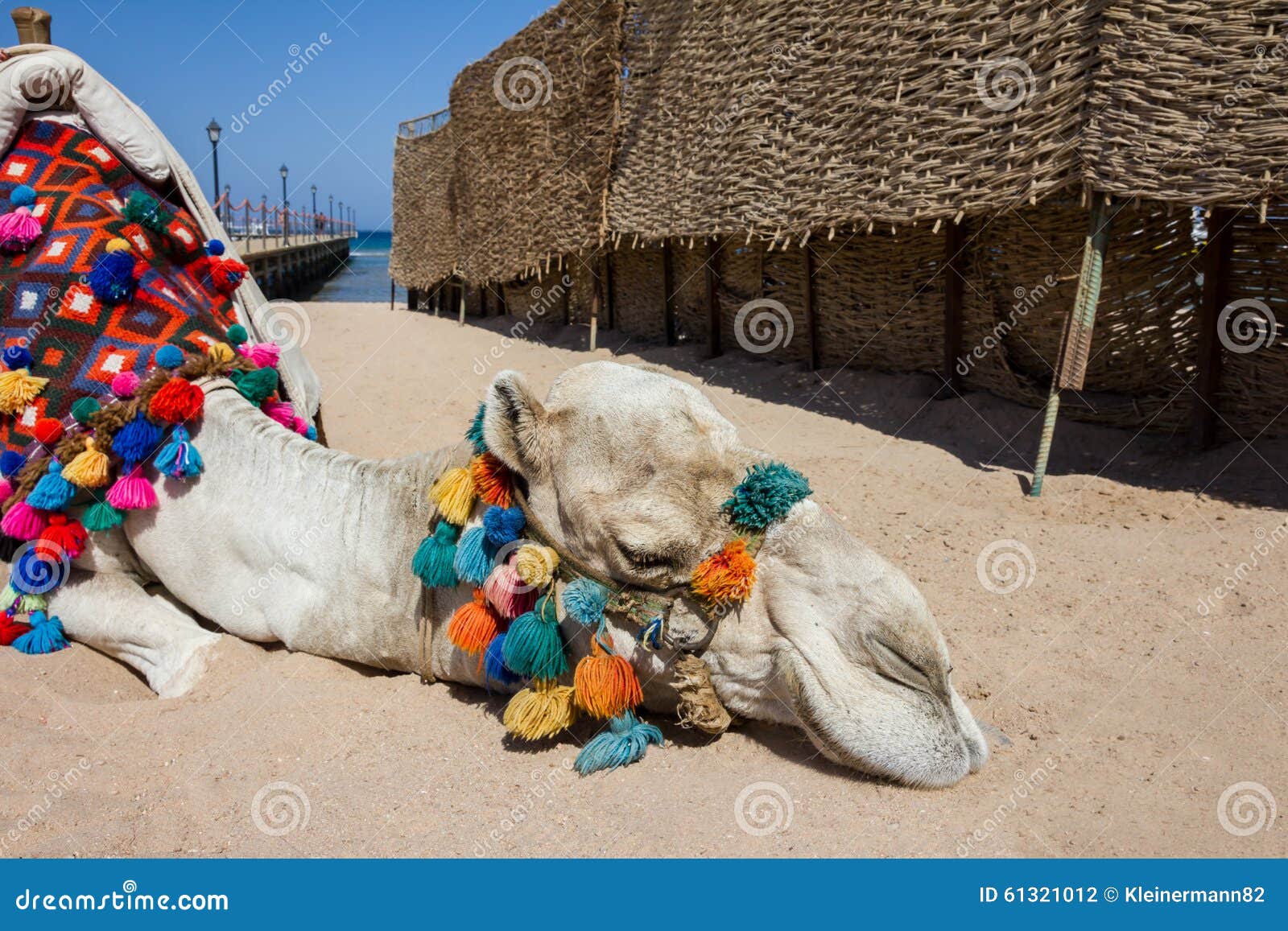 A camel is on the beach stock photo. Image of tourism - 61321012