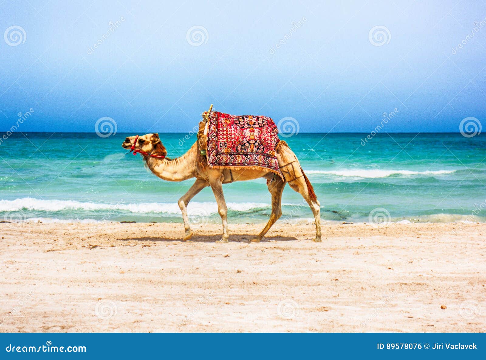 Camel on the beach stock photo. Image of saharan, namibia - 89578076