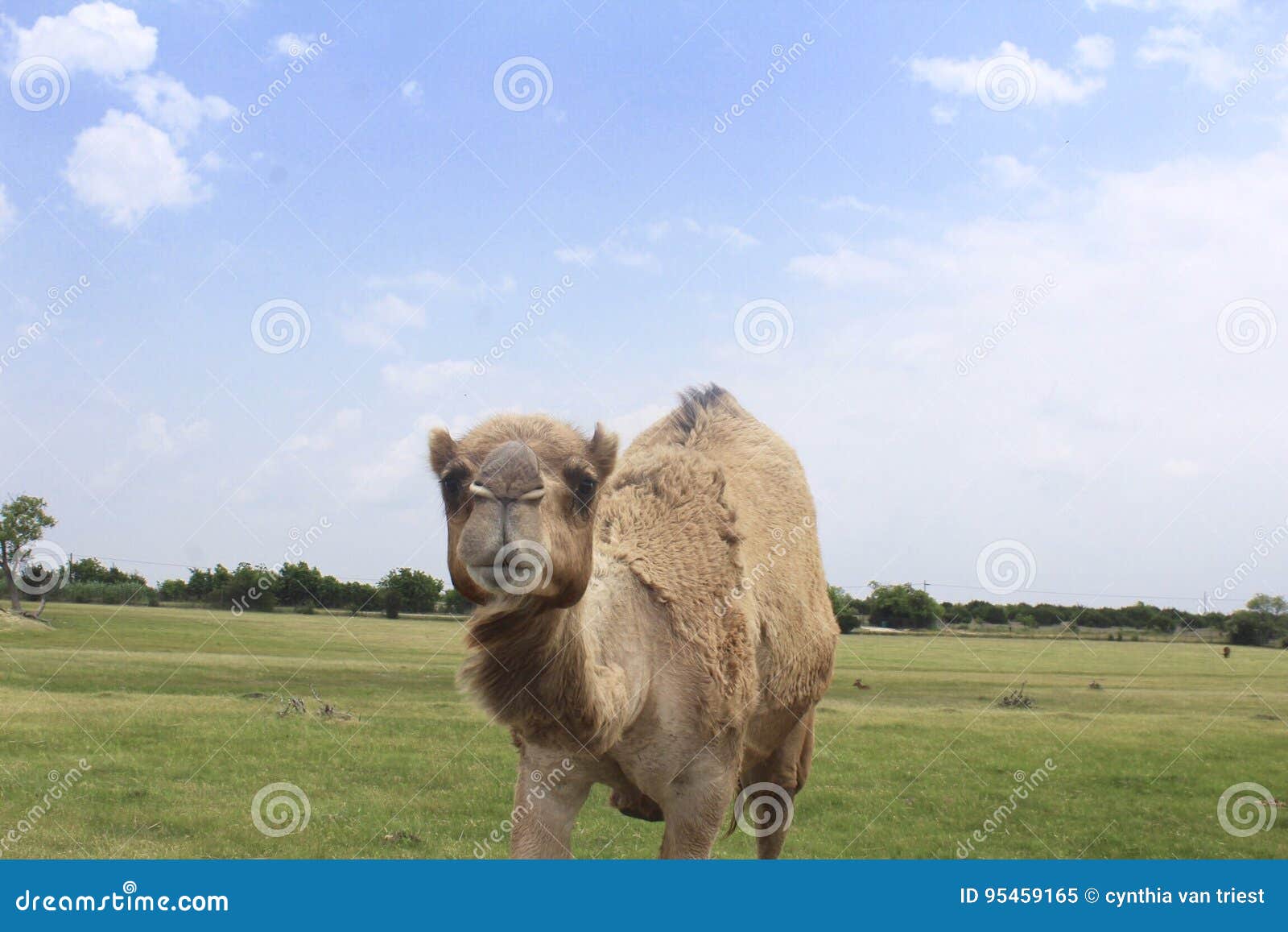 Camel stock image. Image of blue, tree, skies, beautiful - 95459165