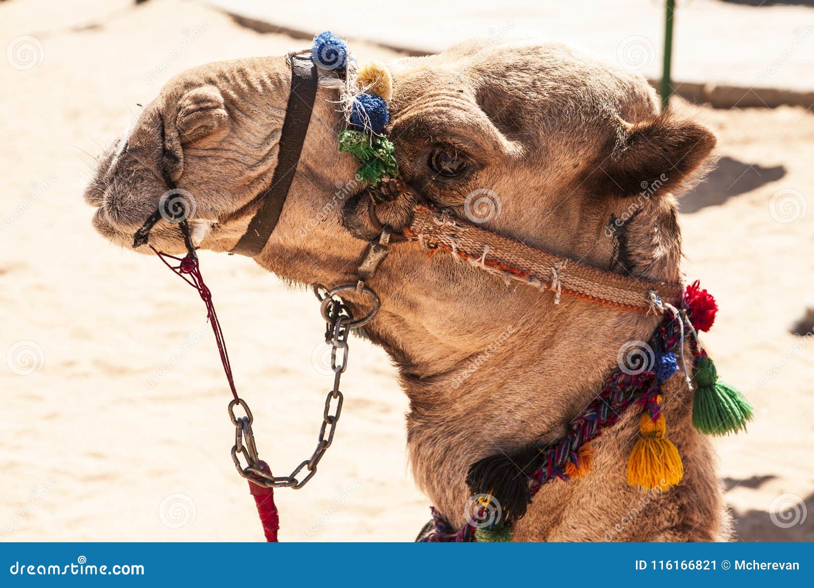 Muzzle of a Camel Close Up. Stock Image - Image of arab, arabian: 116166821