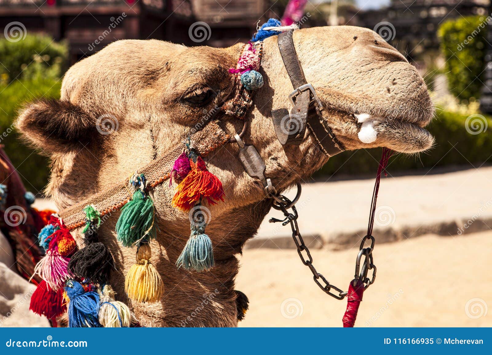 Muzzle of a Camel Close Up. Stock Image - Image of summer, sand: 116166935