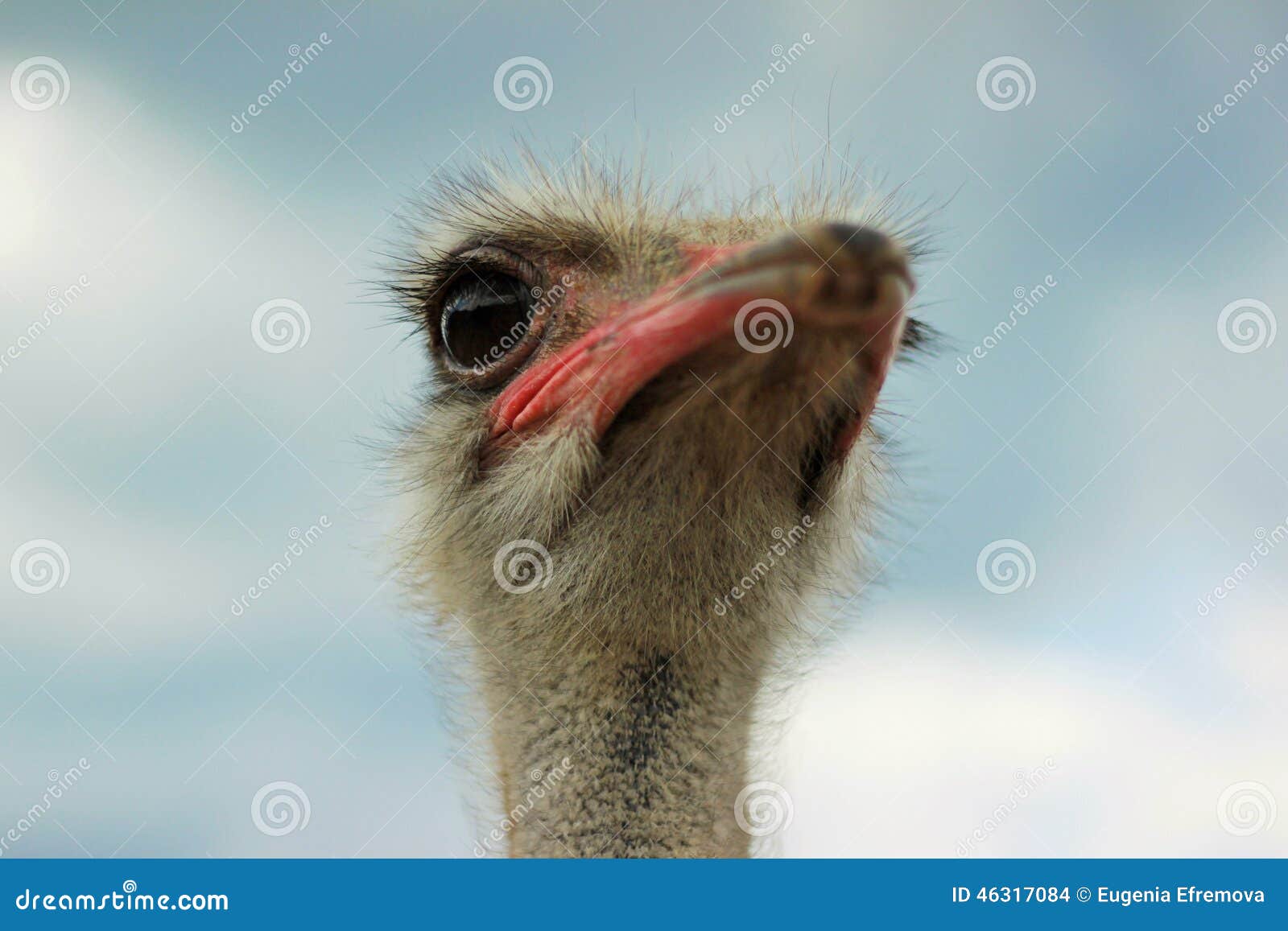 Camel-bird stock photo. Image of bird, africa, camel - 46317084