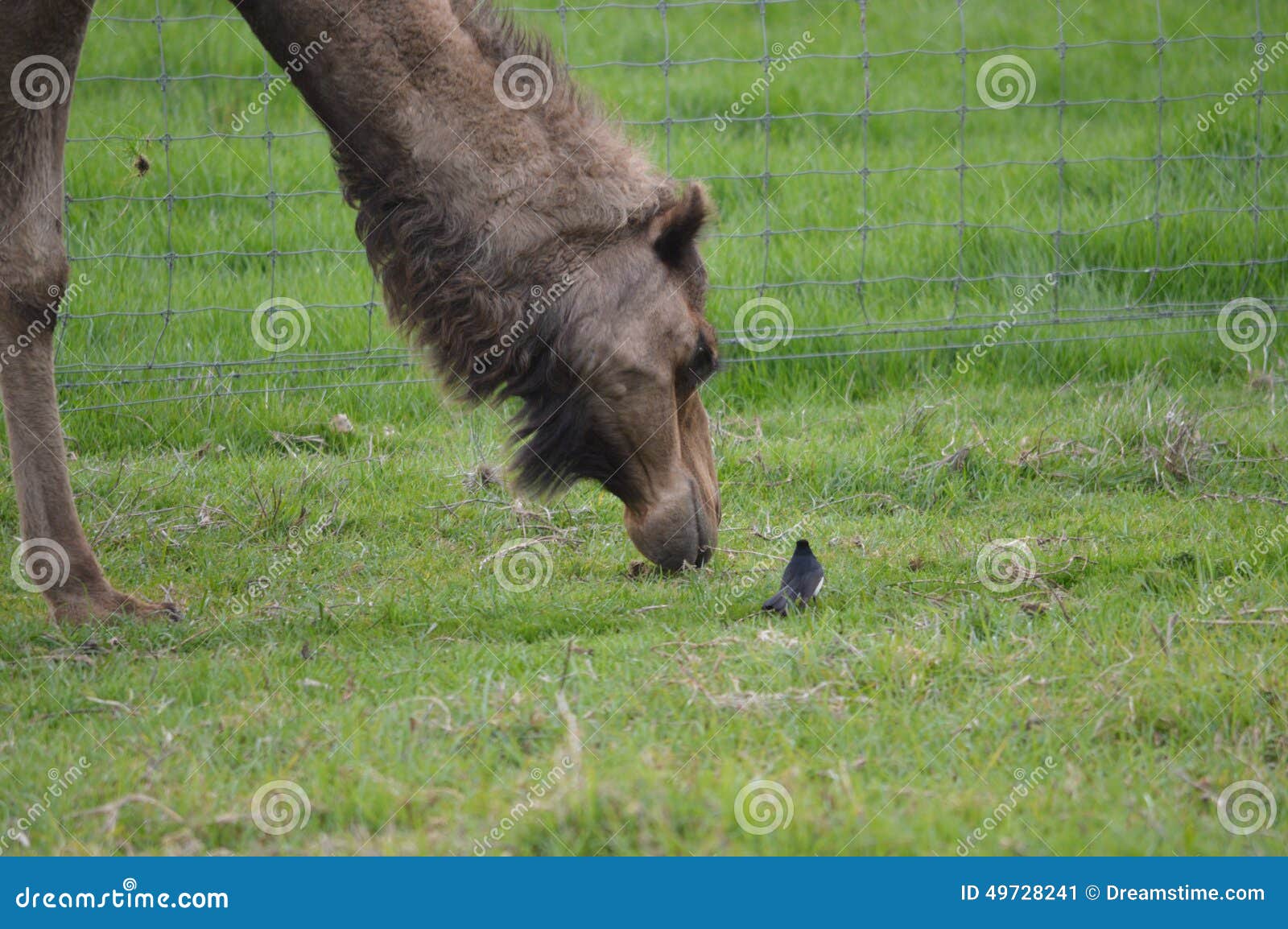 Camel and bird stock image. Image of contrast, camel - 49728241