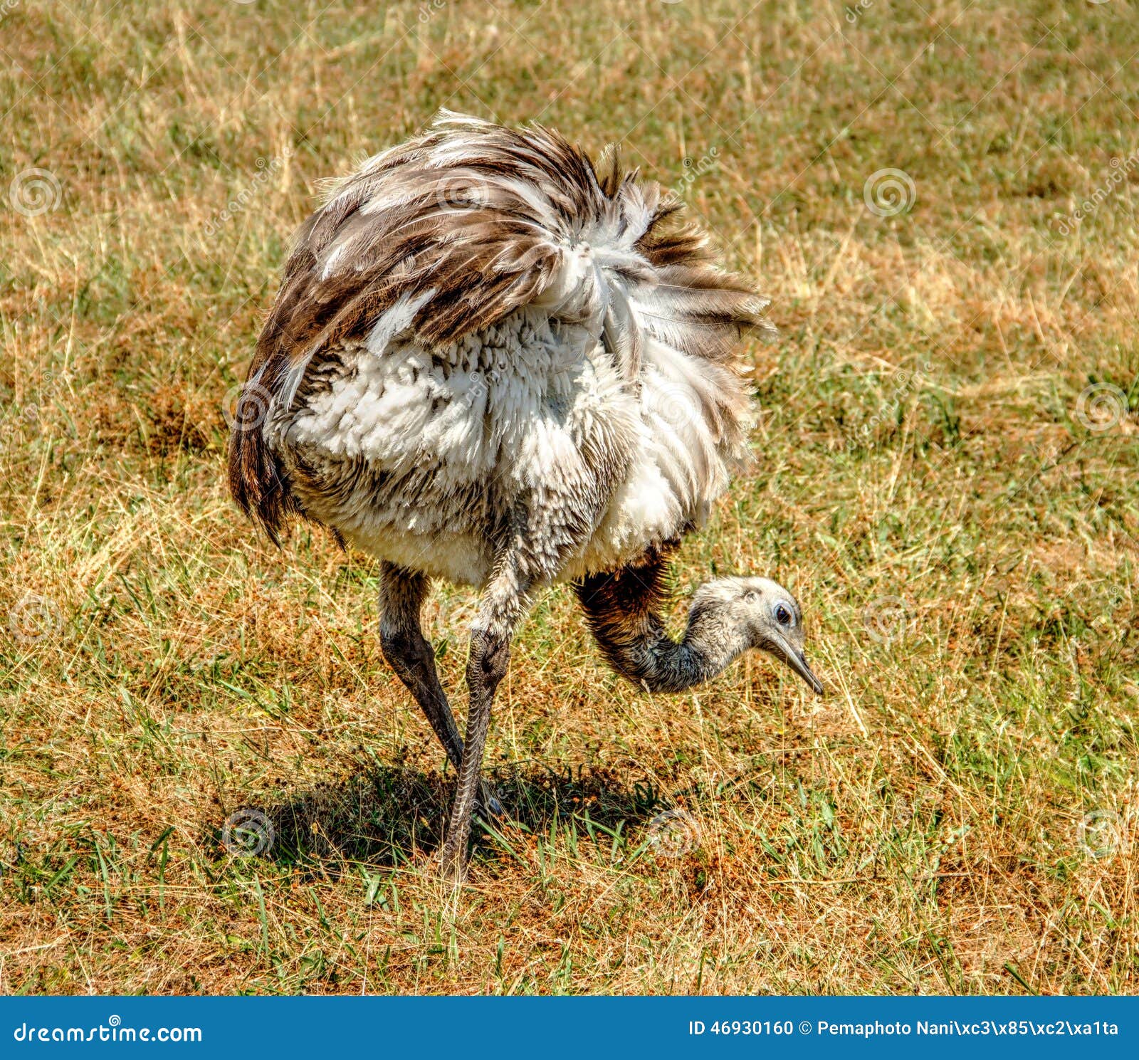 Camel Bird stock photo. Image of camel, feather, ostrich - 46930160