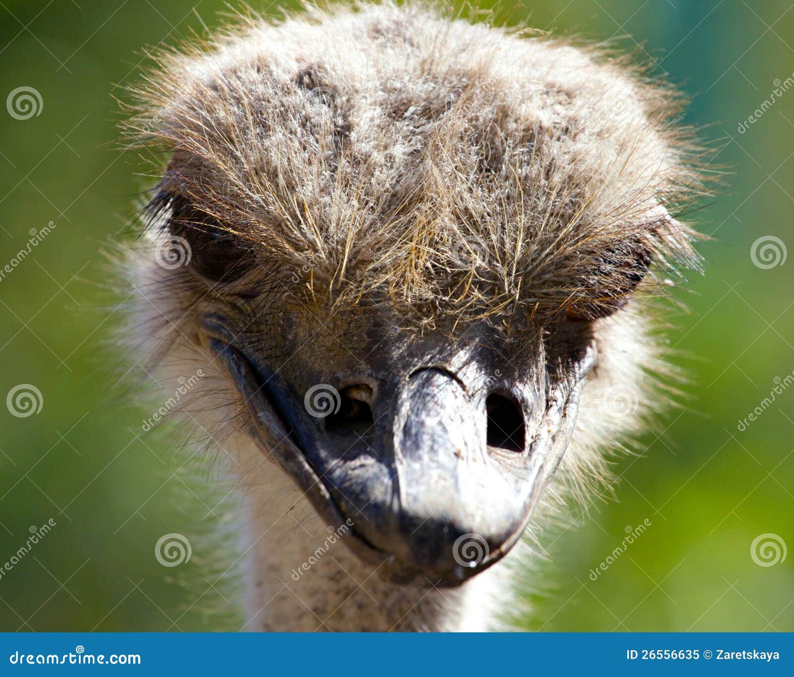 1,355 Camel Bird Photos - Free & Royalty-Free Stock Photos from Dreamstime