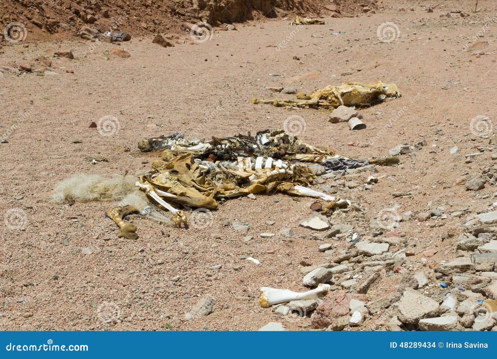 Camel bone stock photo. Image of arid, sand, climate - 48289434