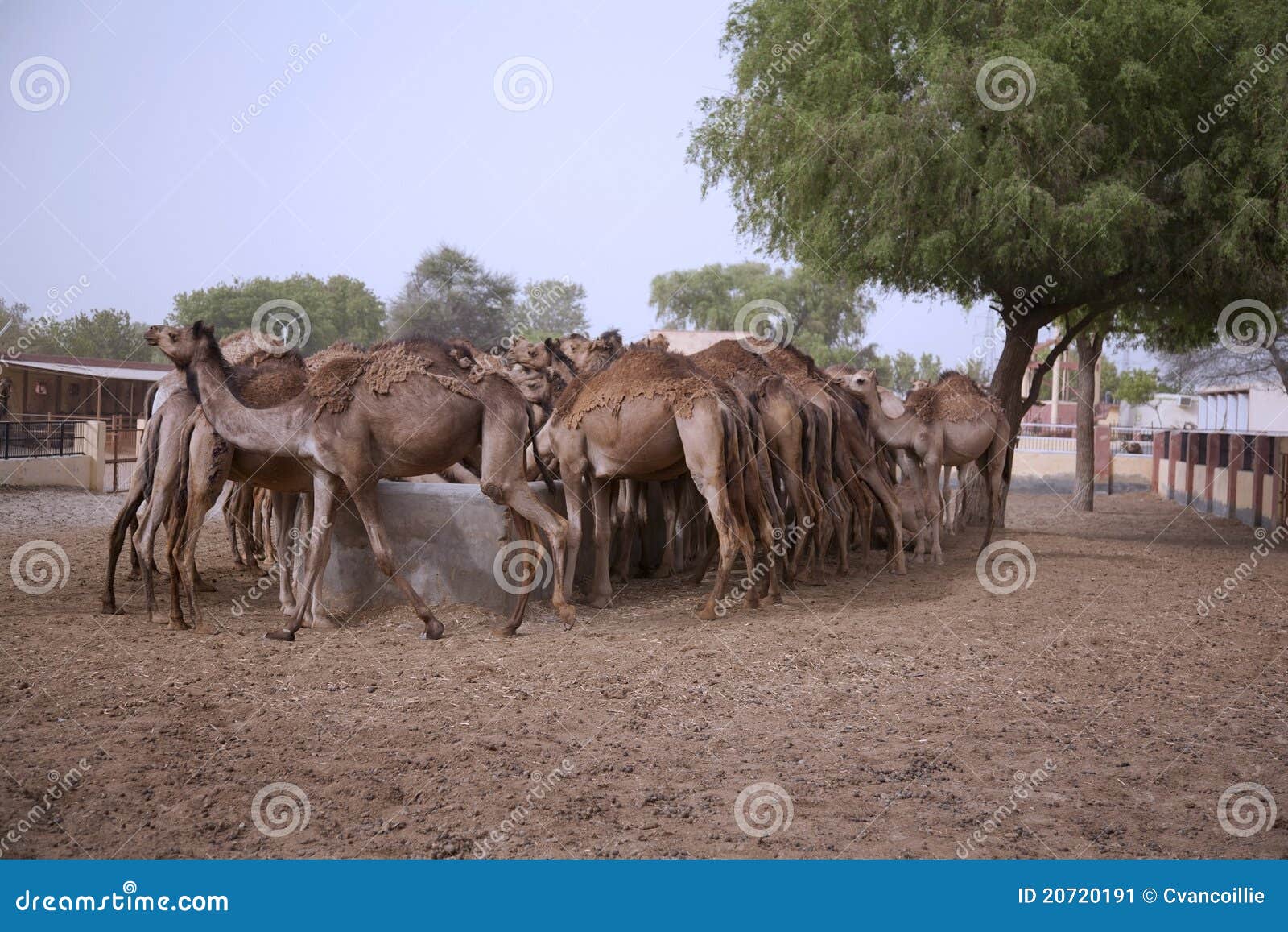 Camel Breeding Farm in Bikaner Stock Image - Image of dinner, camel ...
