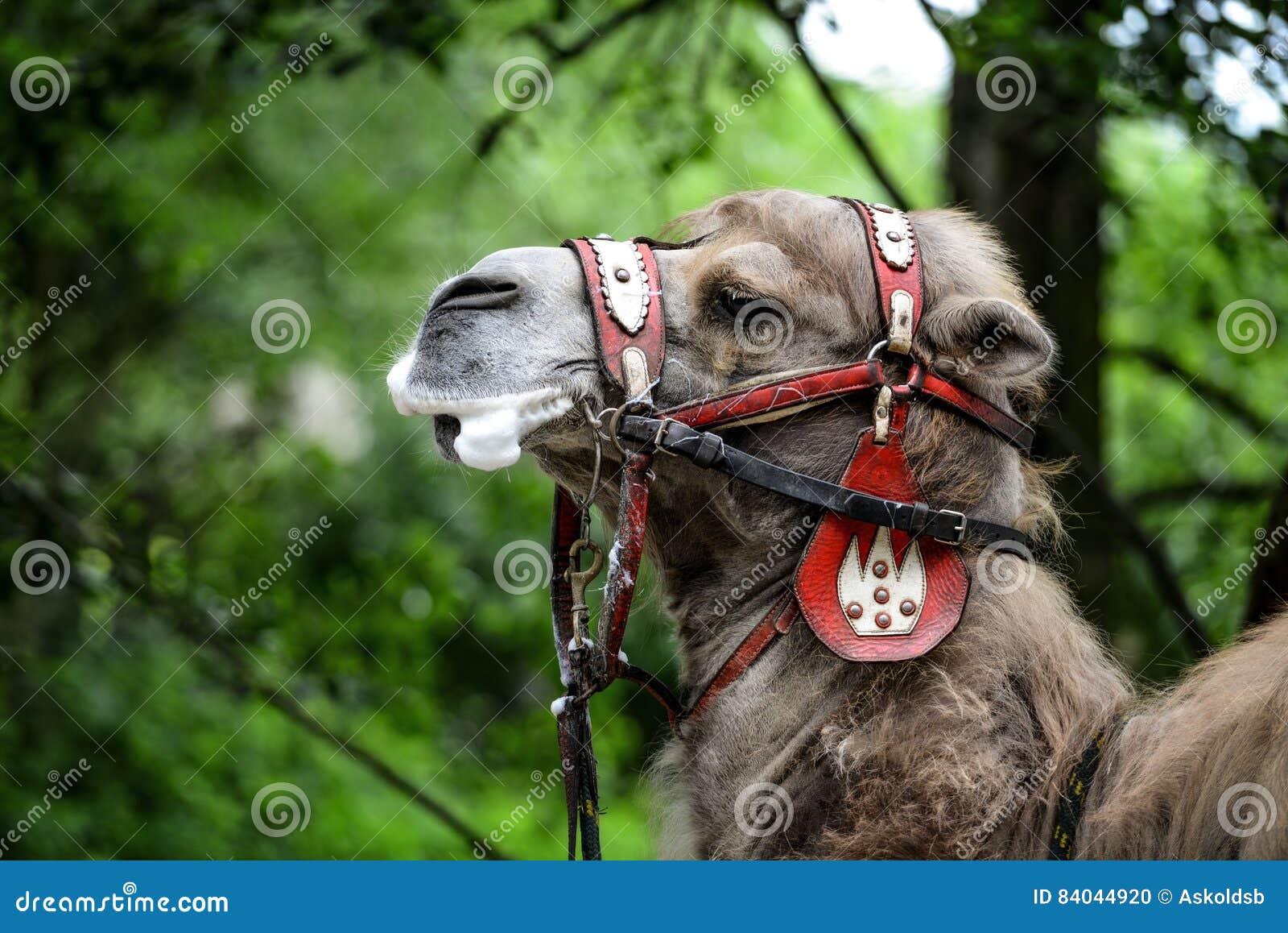 Camel Bridle Stock Photos - Download 553 Images