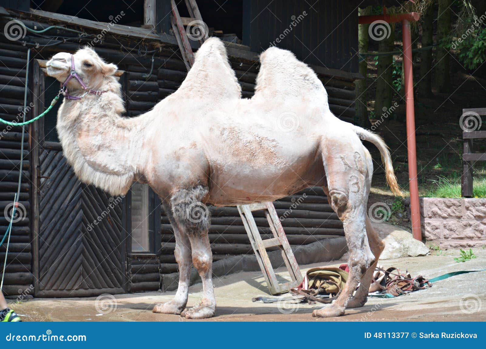 Camel stock image. Image of brown, outdoor, animal, climate - 48113377