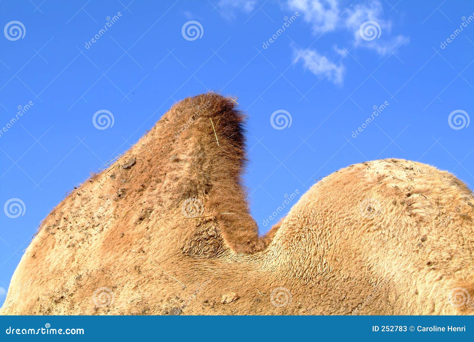 Camel bumps stock image. Image of mammal, camel, nature - 252783