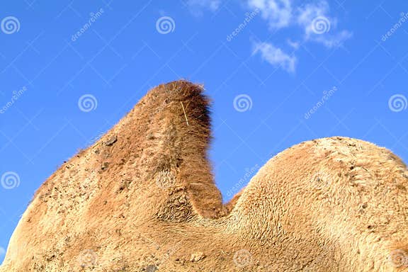 Camel bumps stock image. Image of mammal, camel, nature - 252783