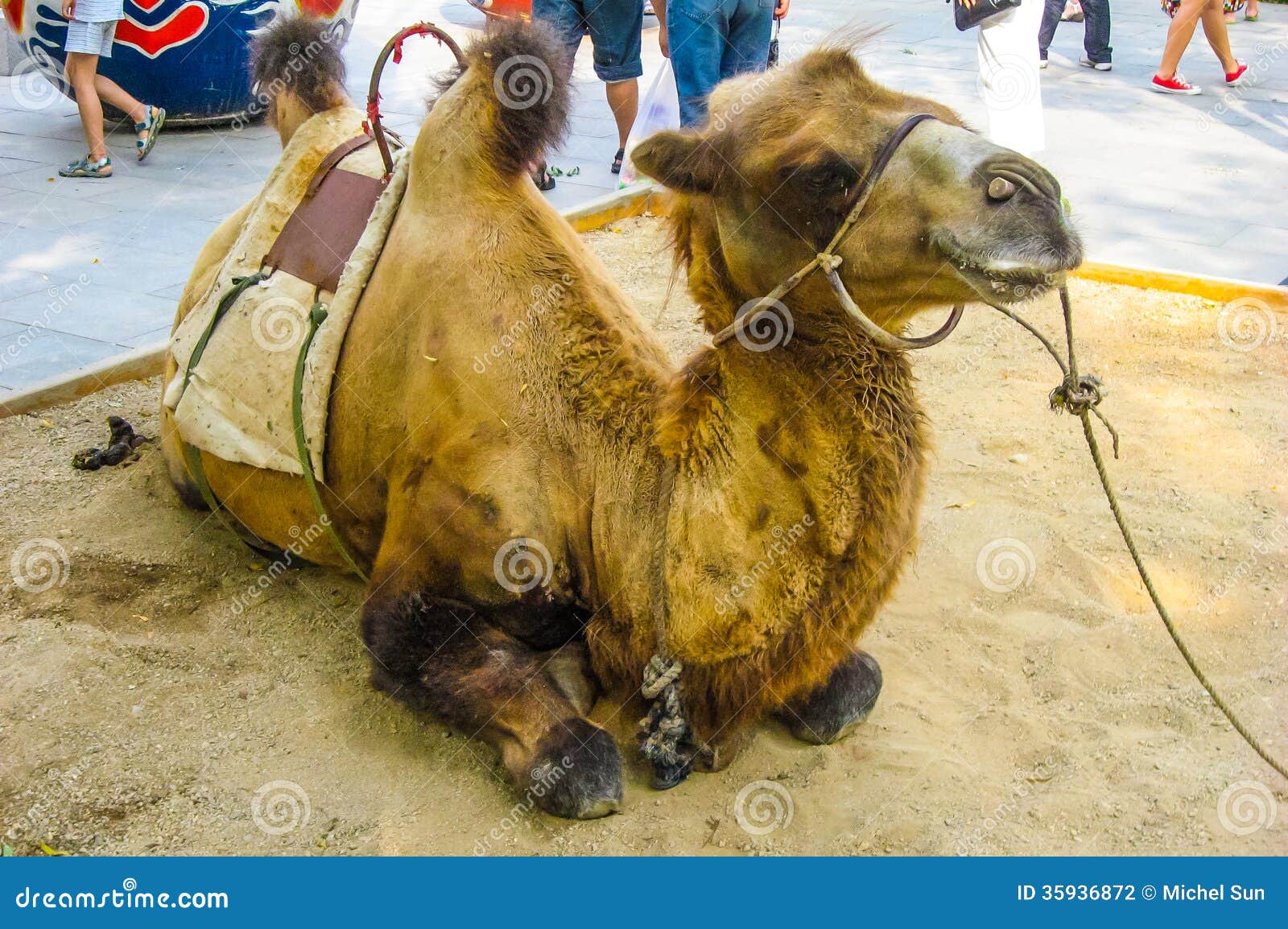 Camel in busy Chinese park stock photo. Image of trick - 35936872