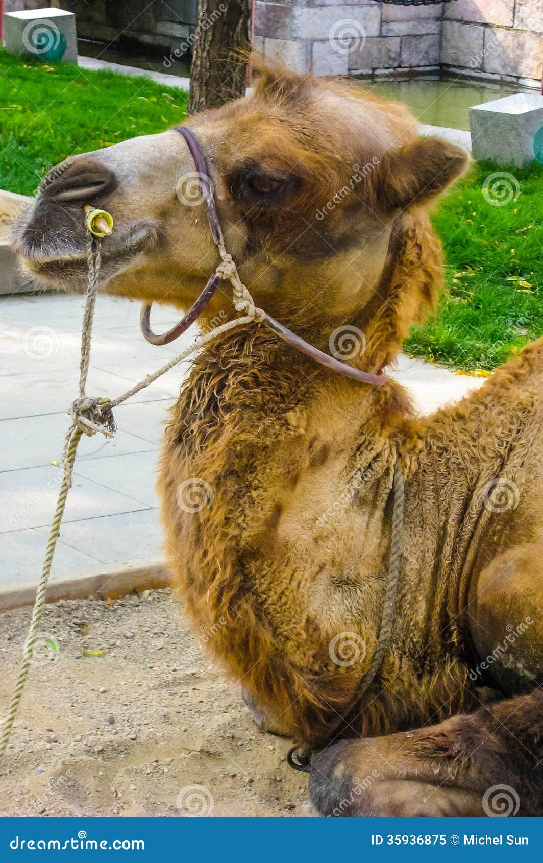 Camel in busy Chinese park stock image. Image of trained - 35936875