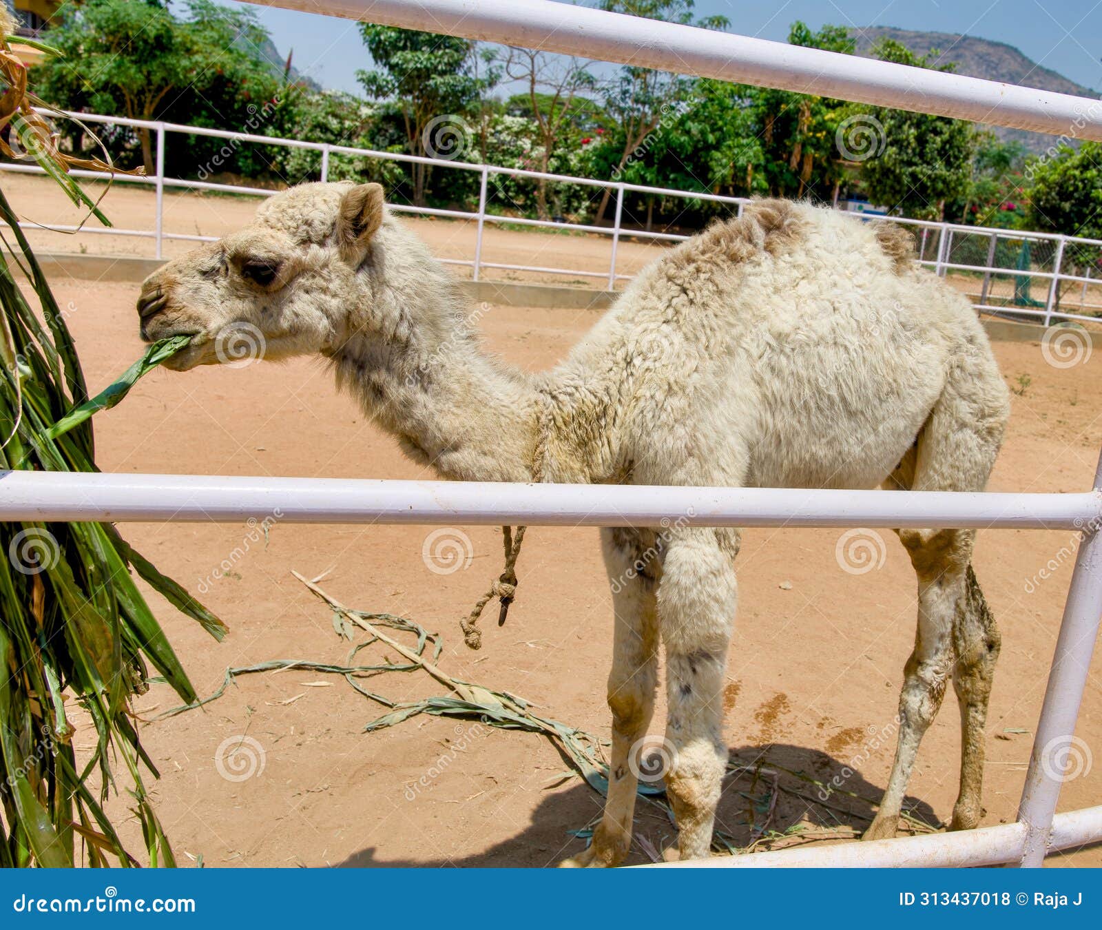 Camel in a Cage at the Zoo Animal in Captivity Stock Photo - Image of ...