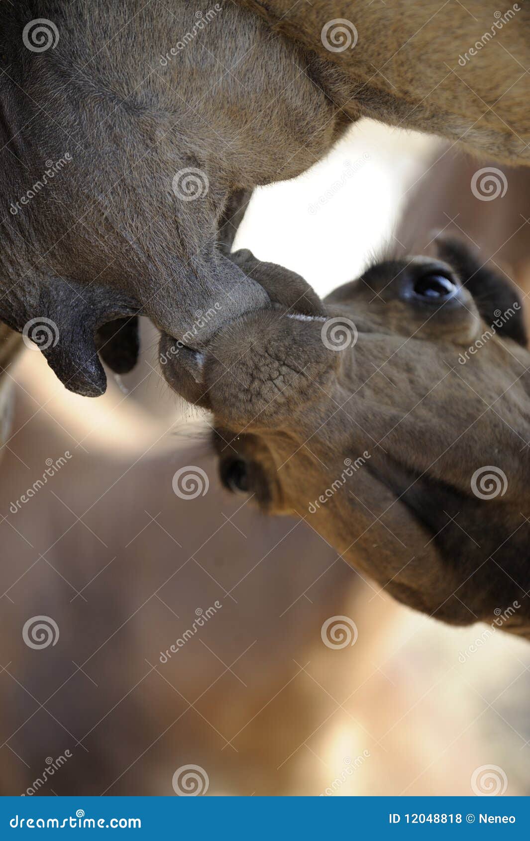 Camel Calf stock photo. Image of calf, hungry, camel - 12048818