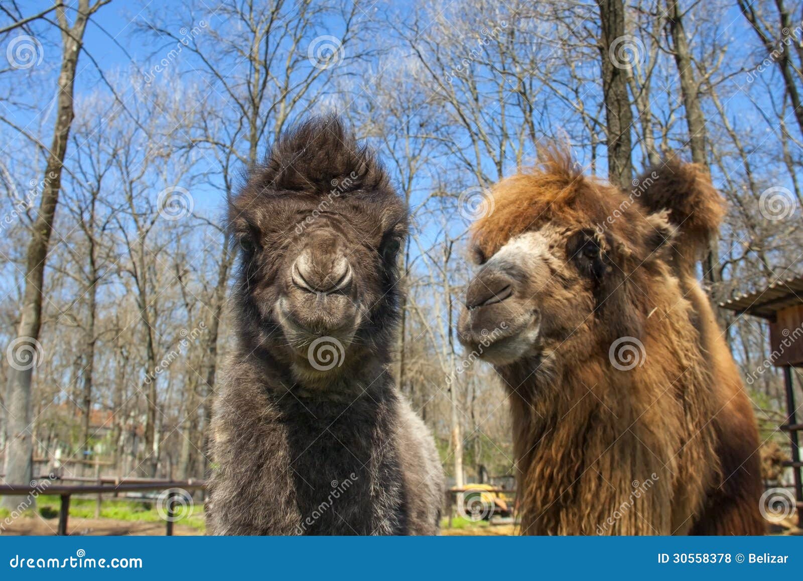 Camel calf and mother stock photo. Image of female, asian - 30558378