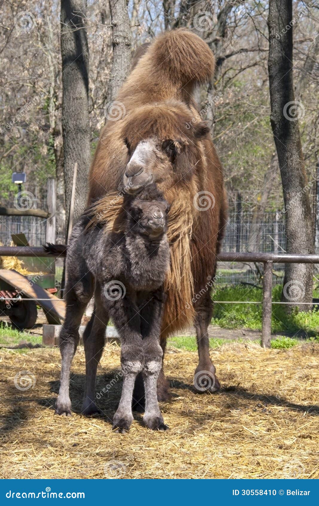 Camel calf and mother stock photo. Image of bactrianus - 30558410